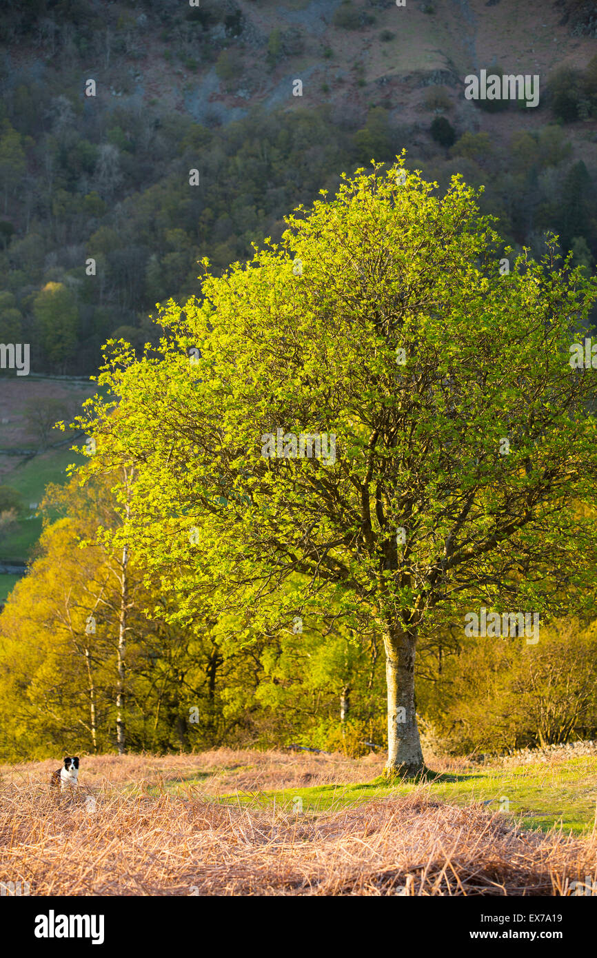 Ash tree forest uk hi-res stock photography and images - Alamy