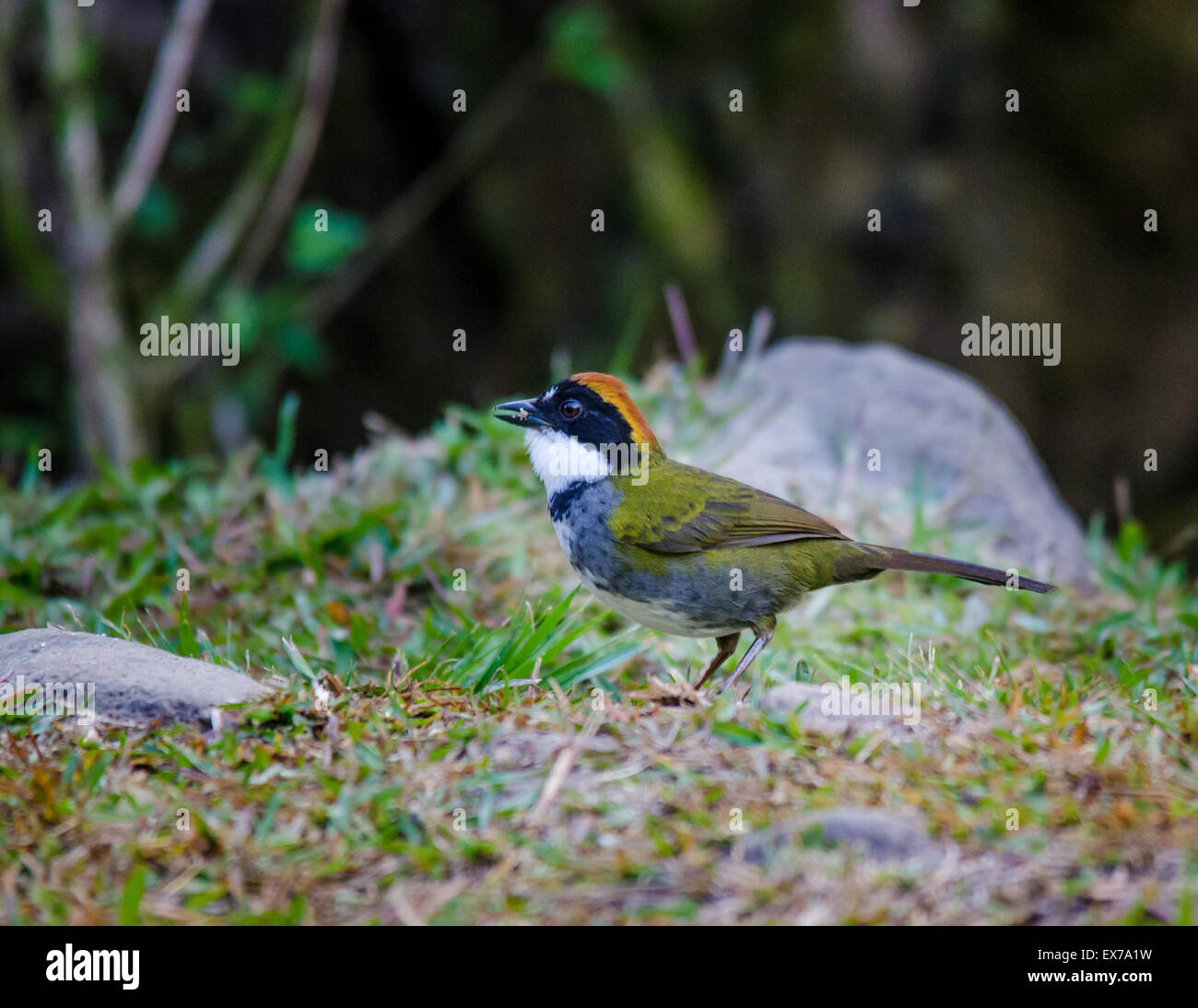 Chestnut capped brush finch hi-res stock photography and images - Alamy