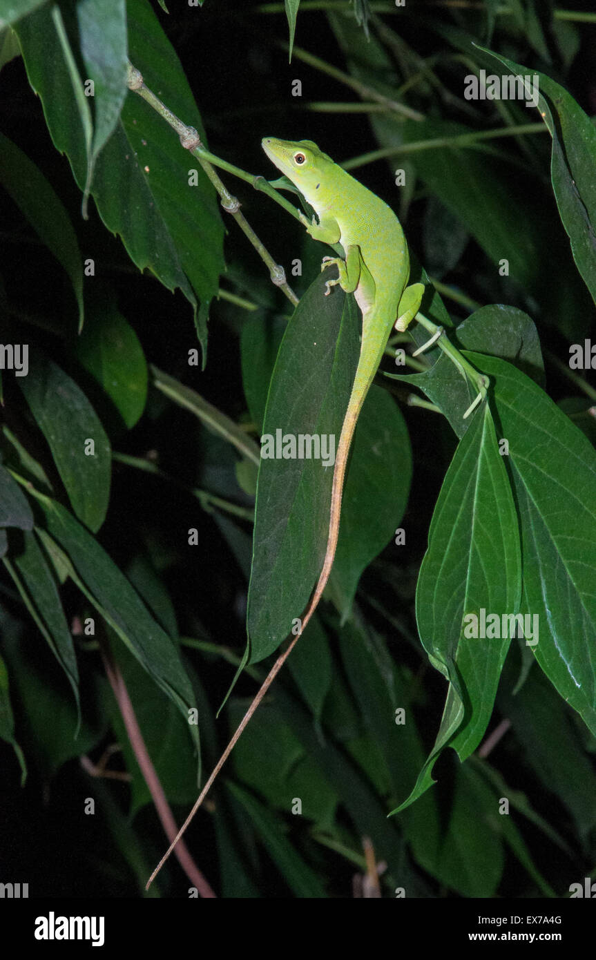 Neotropical Green Anole (Anolis biporcatus), Costa Rica Stock Photo - Alamy Neotropical Green Anole (Anolis biporcatus), Costa Rica Stock Photo - Alamy