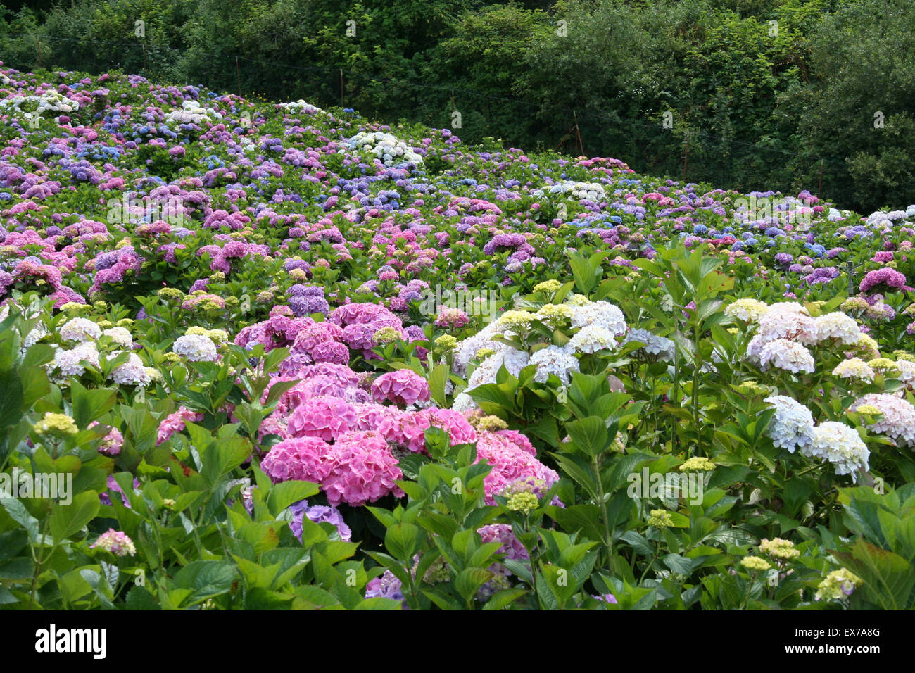 Field of purple, pink and blue hydrangeas, California Stock Photo - Alamy