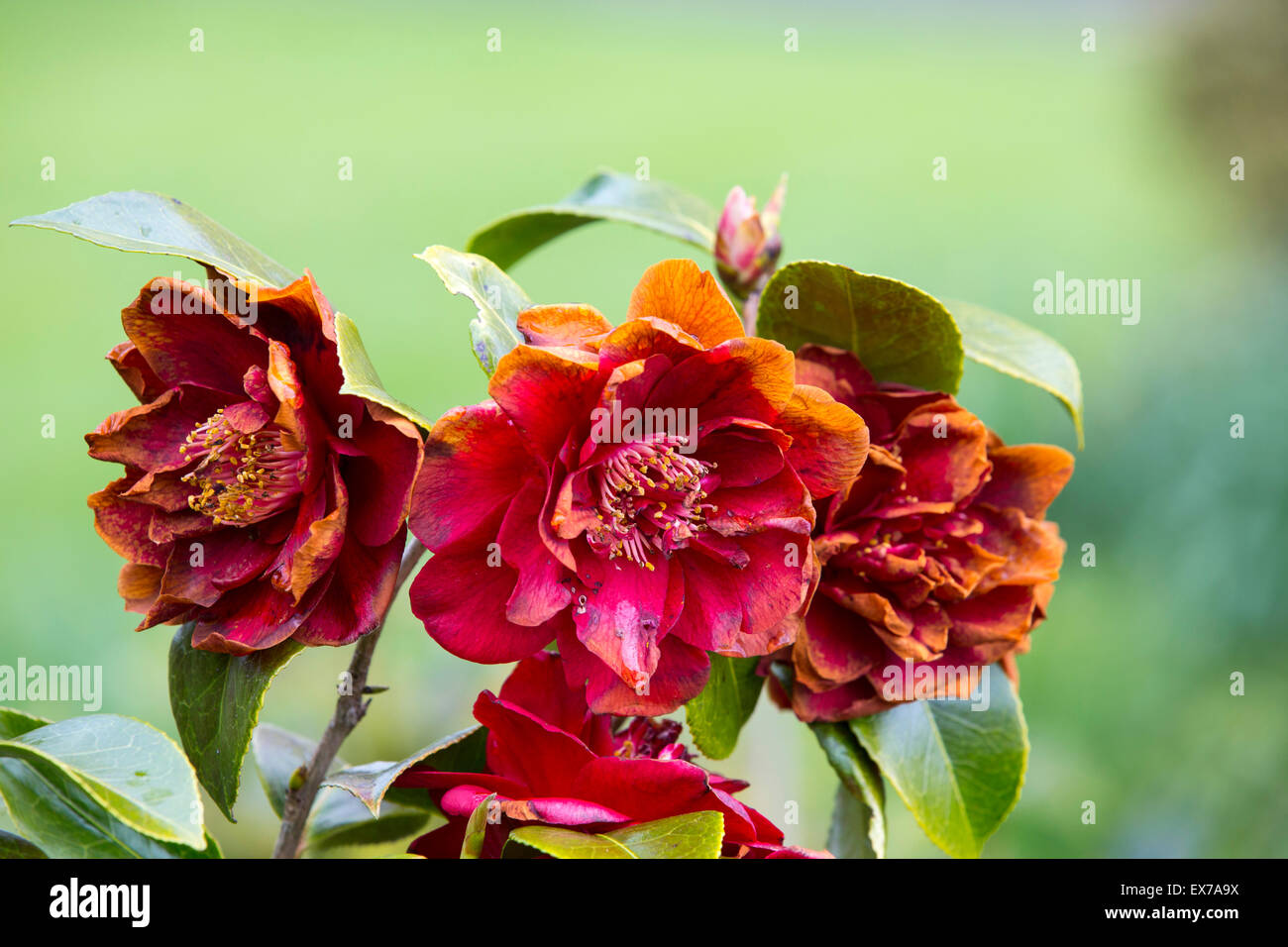 Chamelia flowers that have been damaged by a late Spring frost in ...