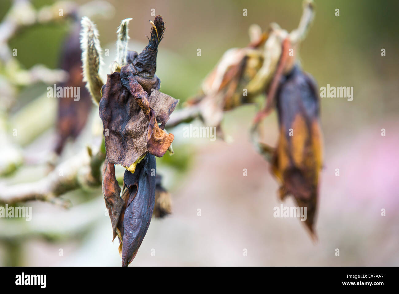 Magnolia flowers that have been damaged by a late Spring frost in ...