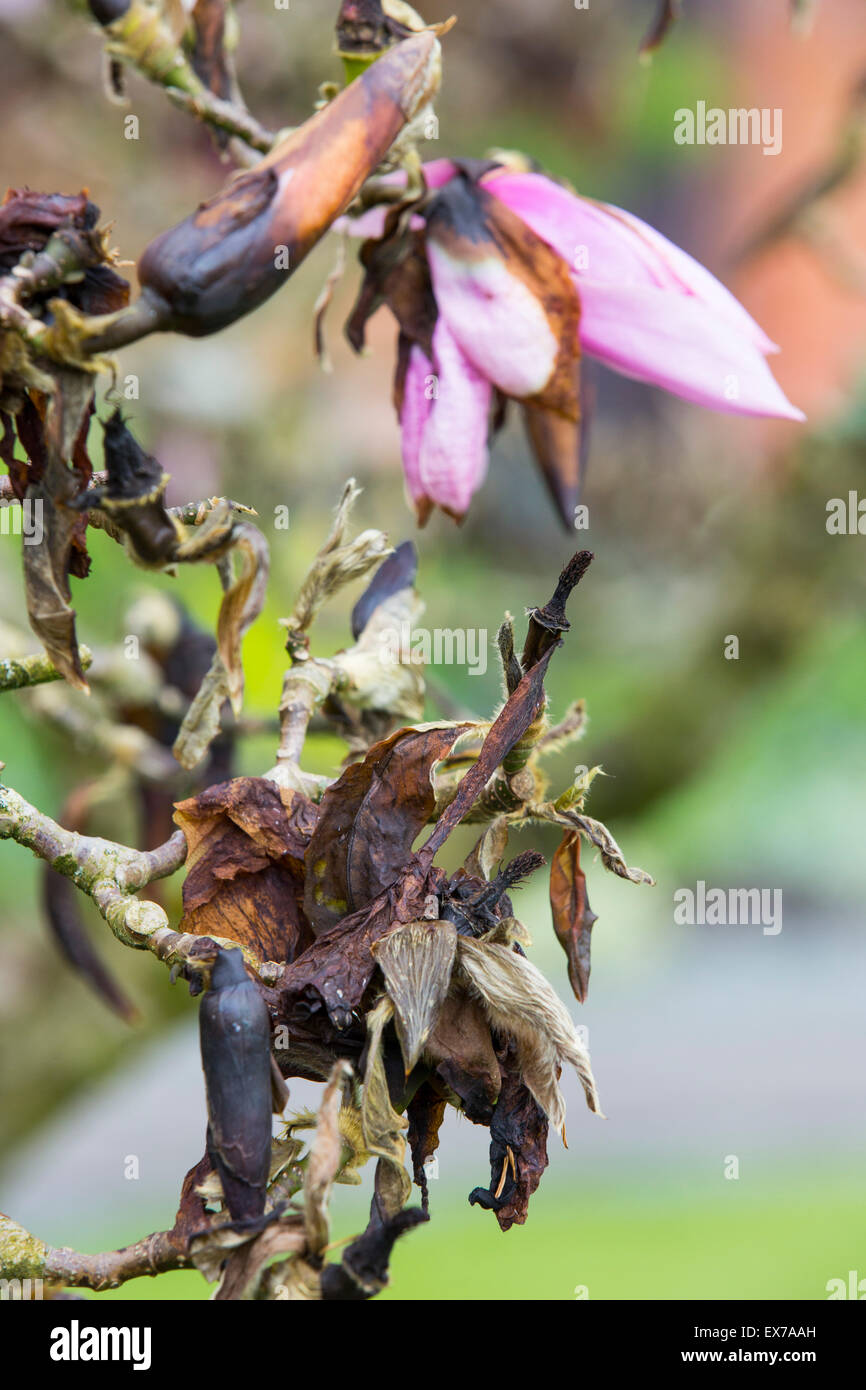 Magnolia flowers that have been damaged by a late Spring frost in ...