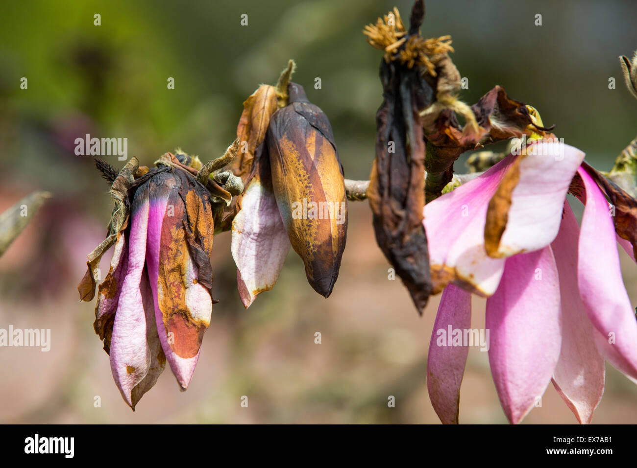 Magnolia flowers that have been damaged by a late Spring frost in ...