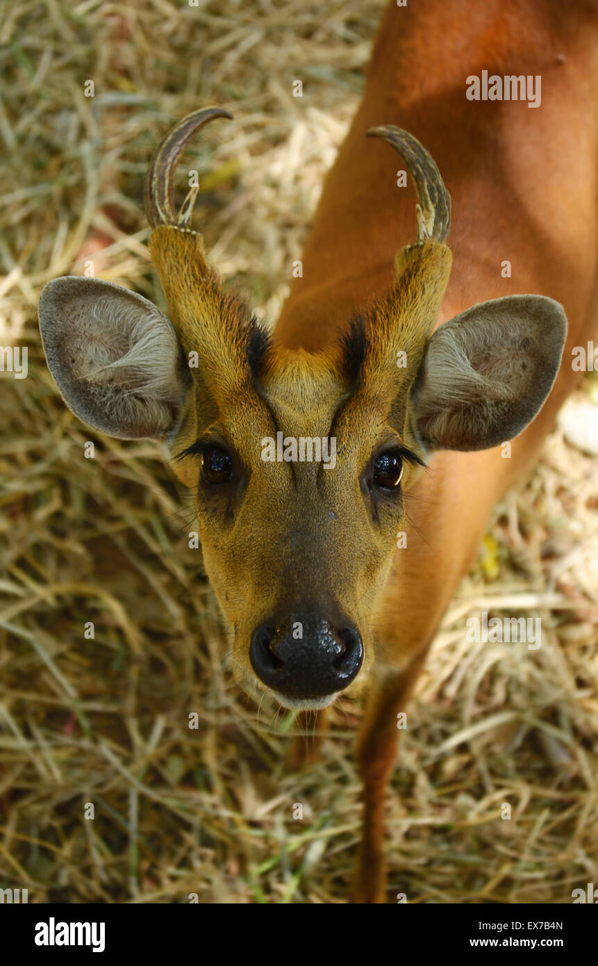 Deer indiana hi-res stock photography and images - Alamy
