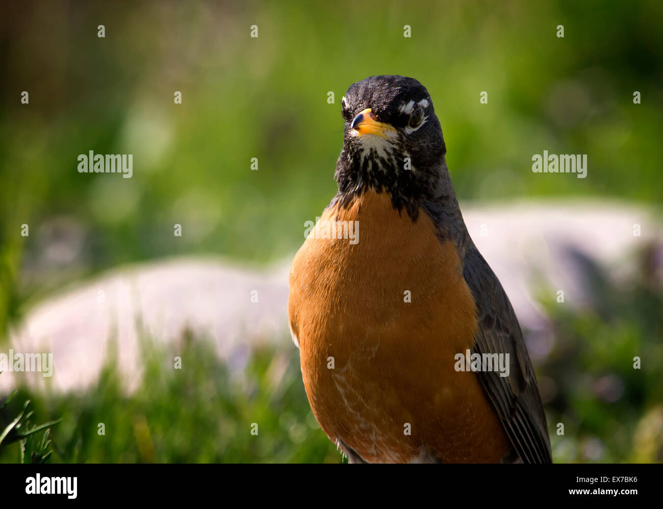 Nice robin hi-res stock photography and images - Alamy