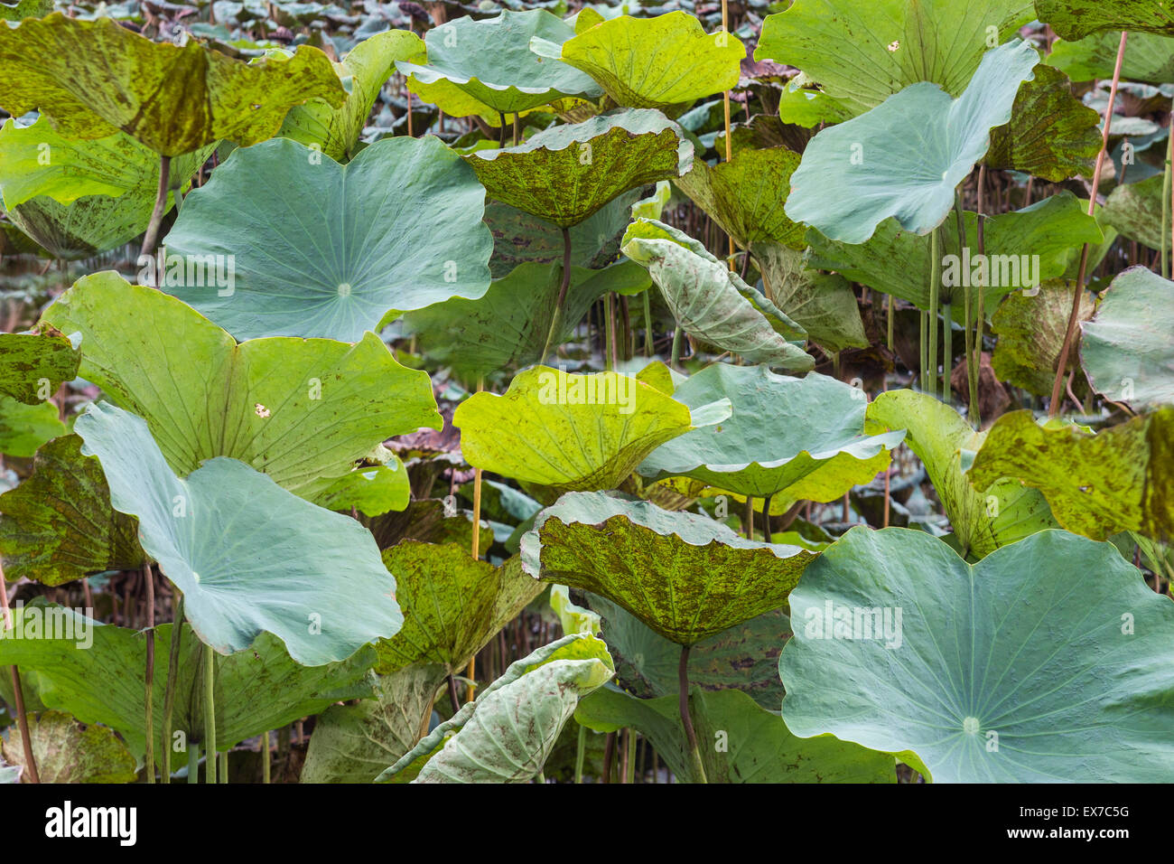 Asian lotus pattern hi-res stock photography and images - Alamy