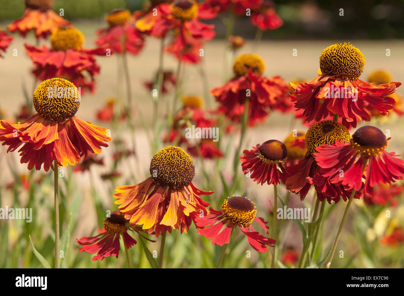 Compact Helenium Moerheim Rudbeckia hirta Becky Orange black-eyed susan ...