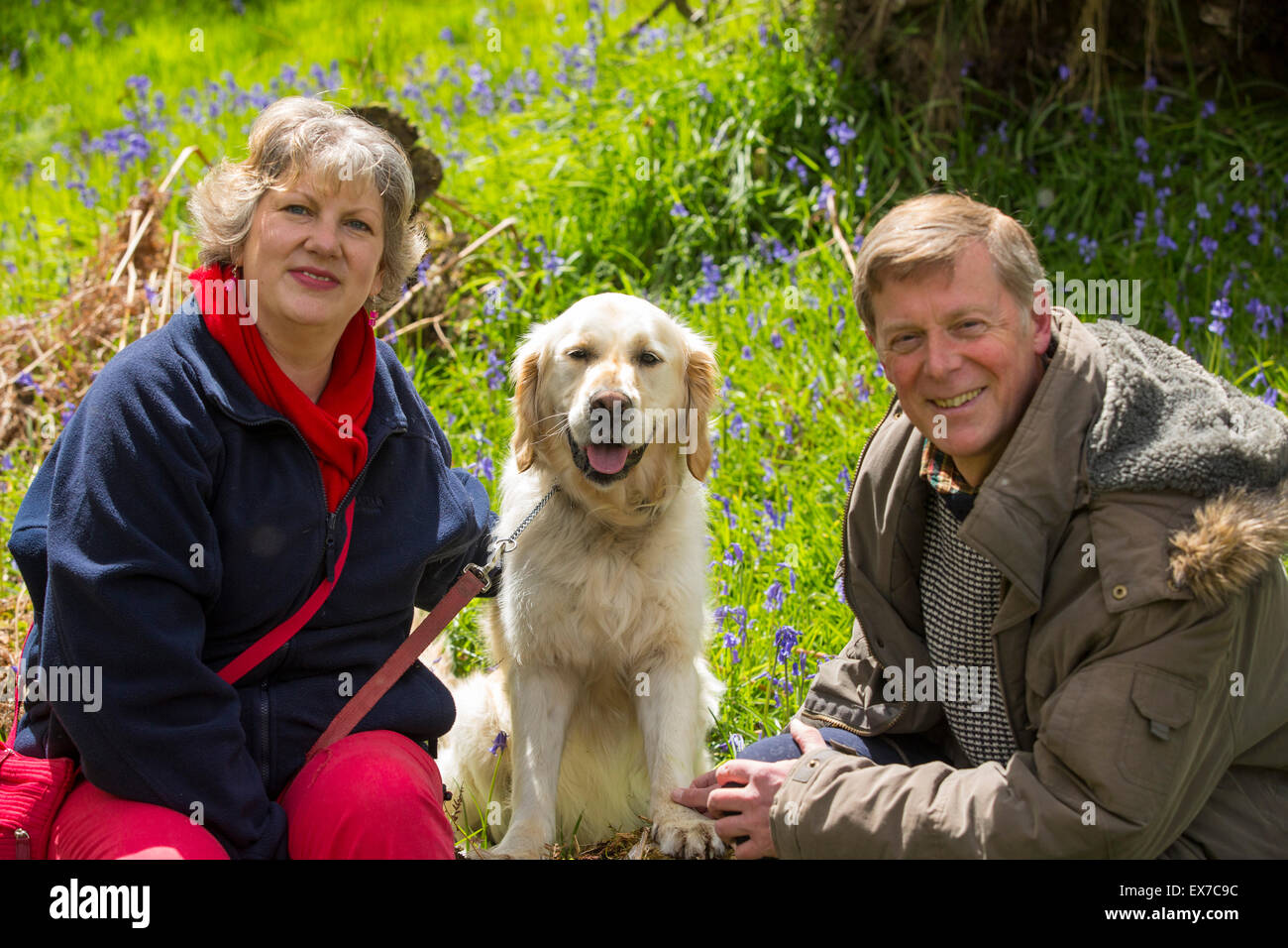 A Golden Retriever dog and owners in Bluebells in Jiffy Knotts wood ...