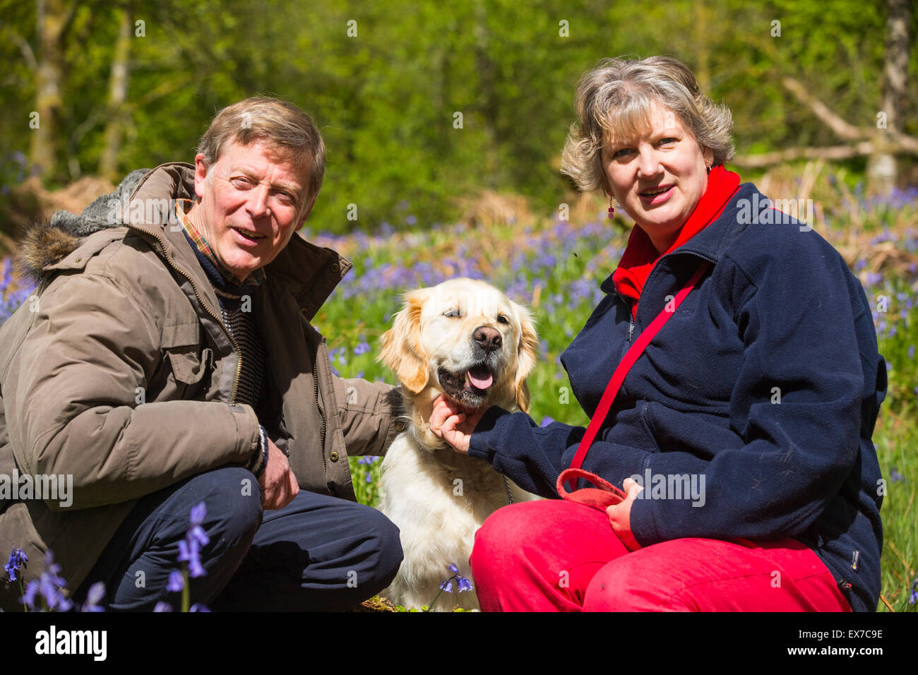 A Golden Retriever dog and owners in Bluebells in Jiffy Knotts wood ...