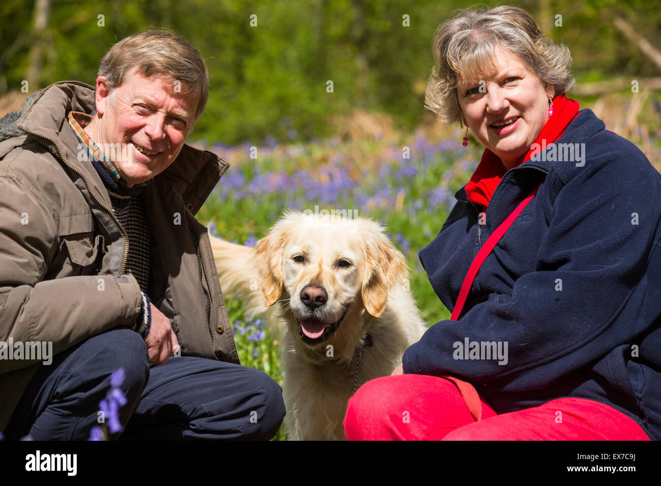 A Golden Retriever dog and owners in Bluebells in Jiffy Knotts wood ...