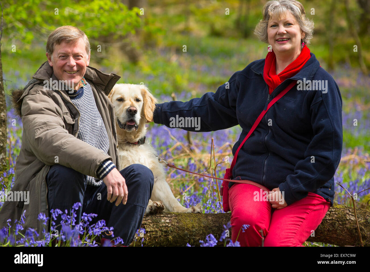 A Golden Retriever dog and owners in Bluebells in Jiffy Knotts wood ...