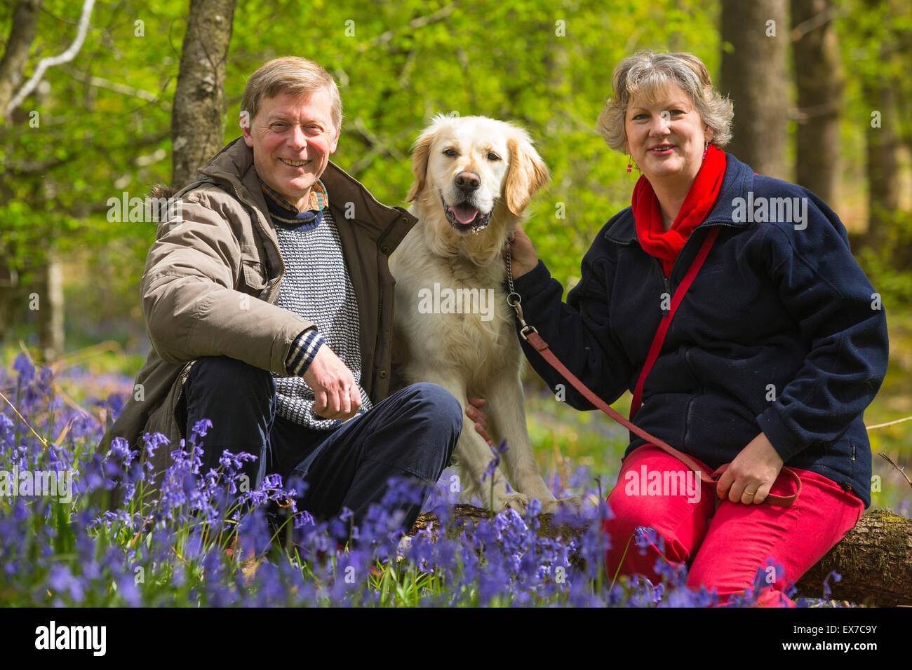 A Golden Retriever dog and owners in Bluebells in Jiffy Knotts wood ...