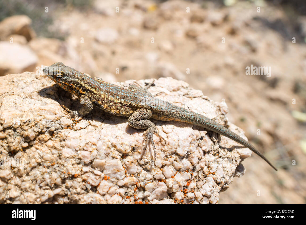 A common side-blotched lizard soaks up the sun in Joshua Tree National ...