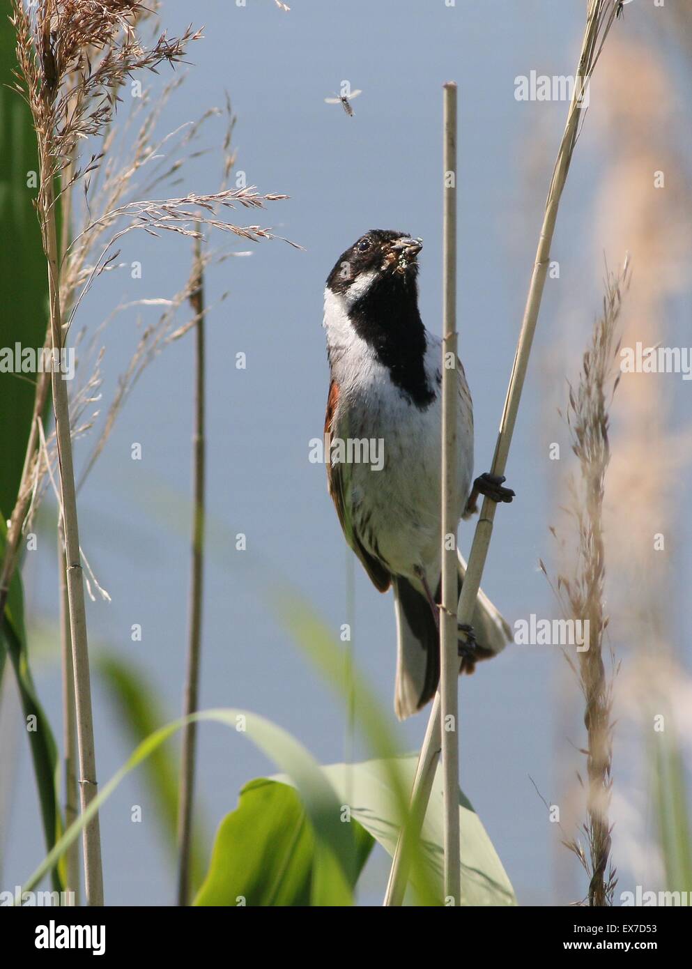 Male reed bunting (Emberiza schoeniclus) in a reed plume, catching ...