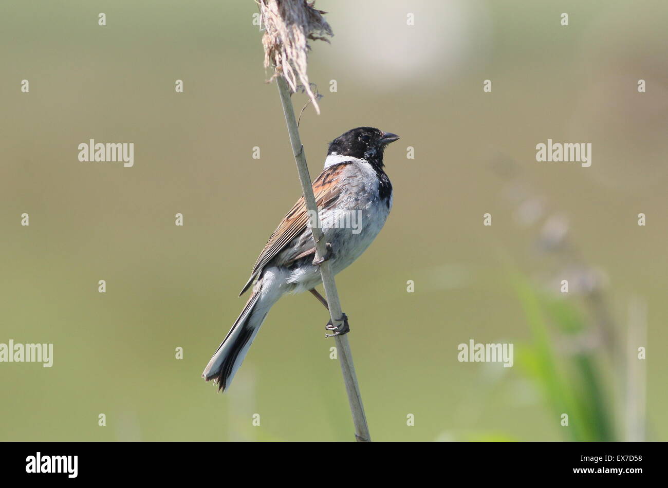 Male reed bunting (Emberiza schoeniclus) in a reed plume Stock Photo ...