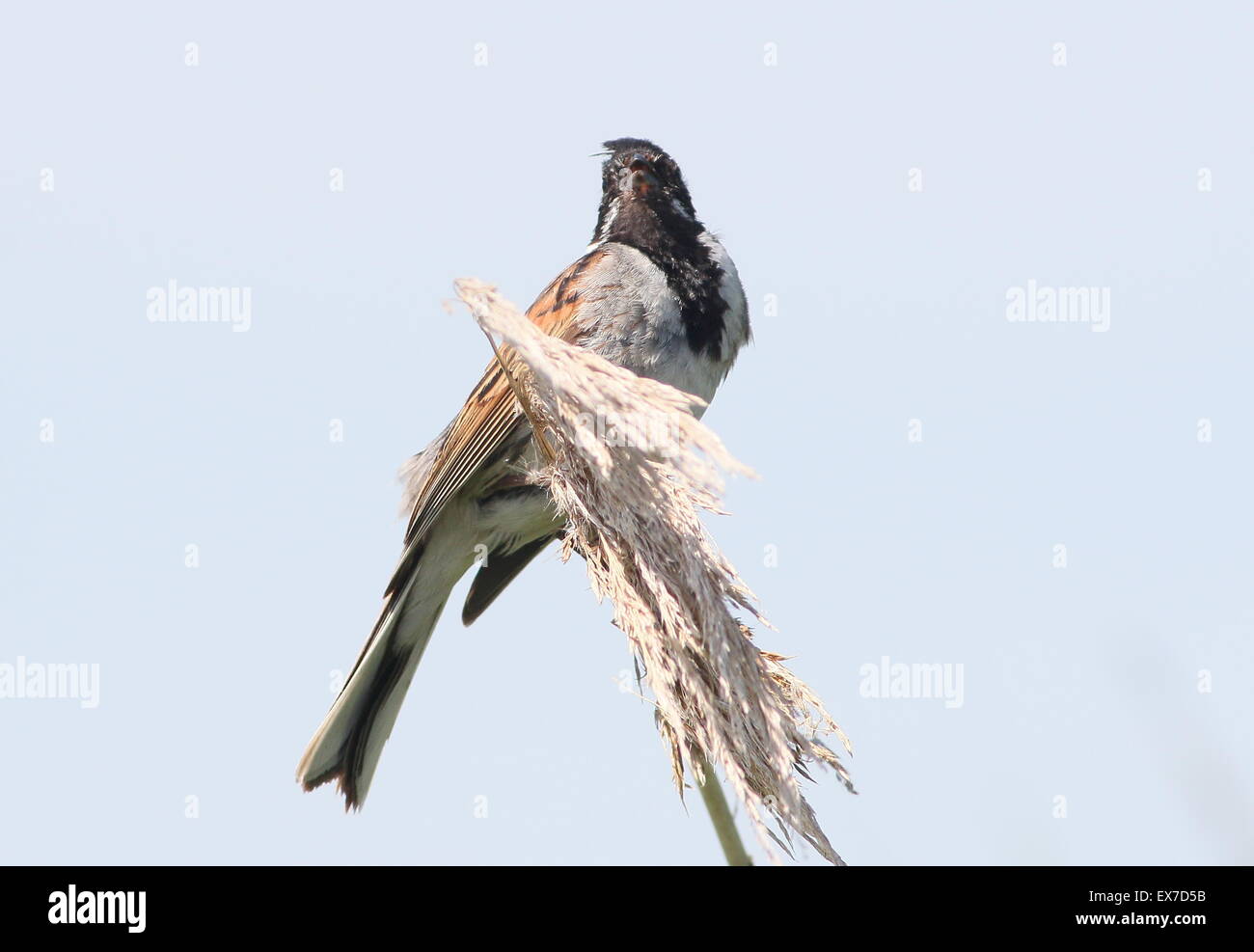 Male reed bunting (Emberiza schoeniclus) posing on a reed seed head ...