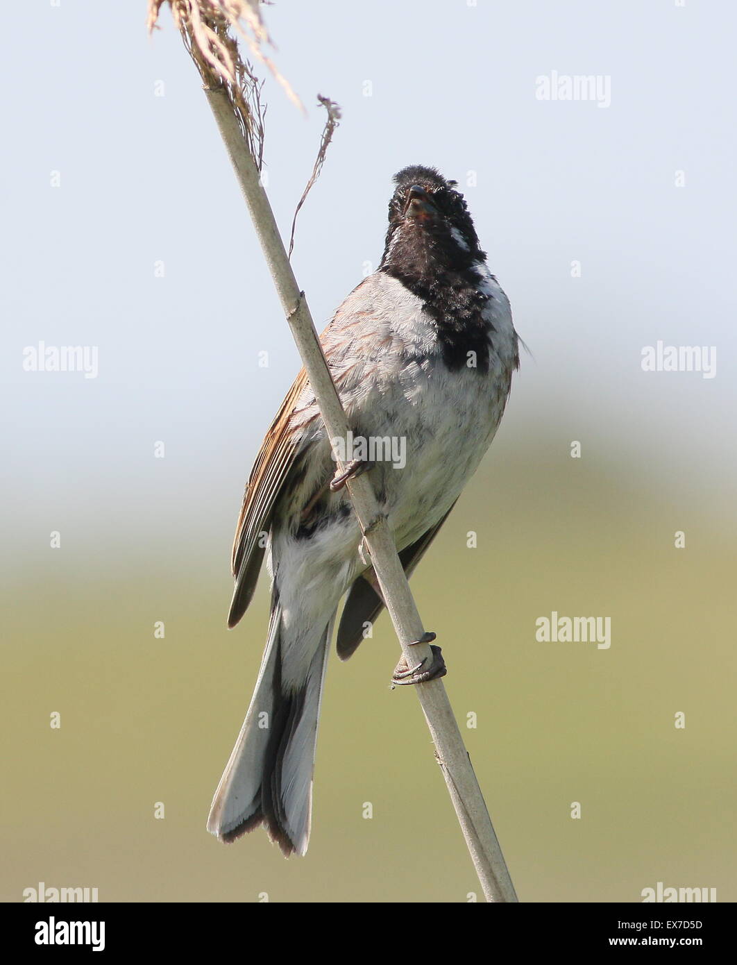 Reeds roseaux hi-res stock photography and images - Alamy