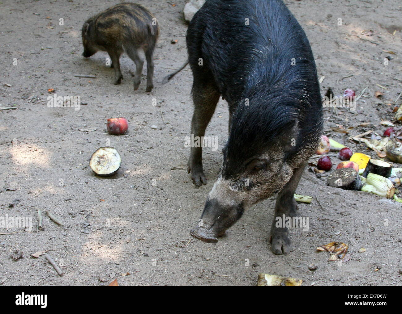 Southeast Asian Visayan warty pig (Sus cebifrons). Critically ...
