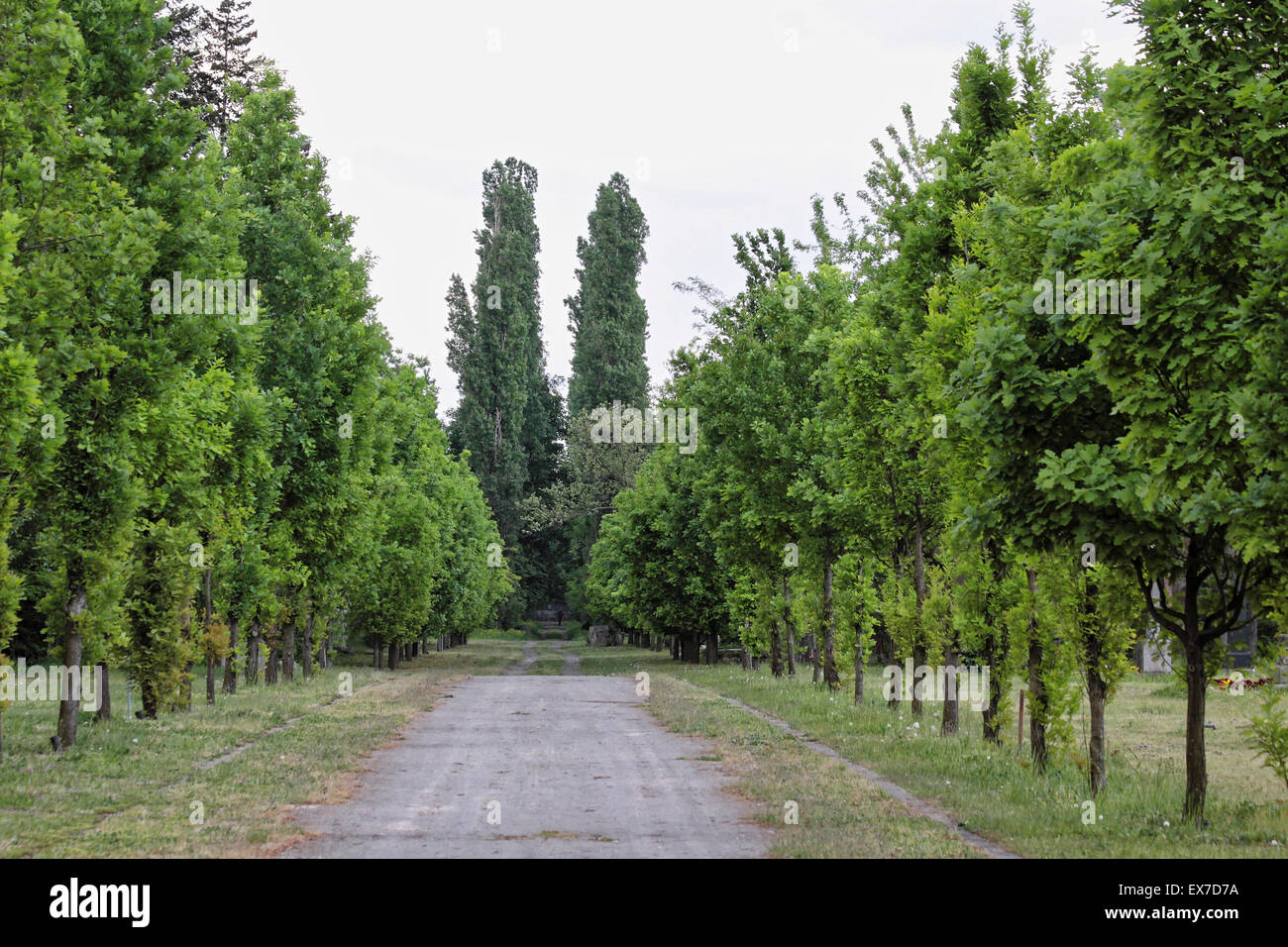 At the end of the road between two trees Stock Photo - Alamy