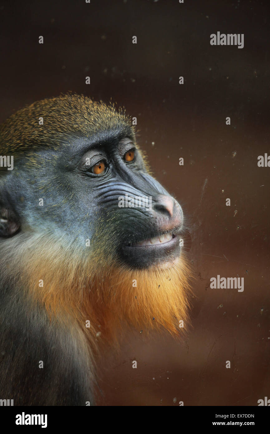 Mandrills in the wild hi-res stock photography and images - Alamy