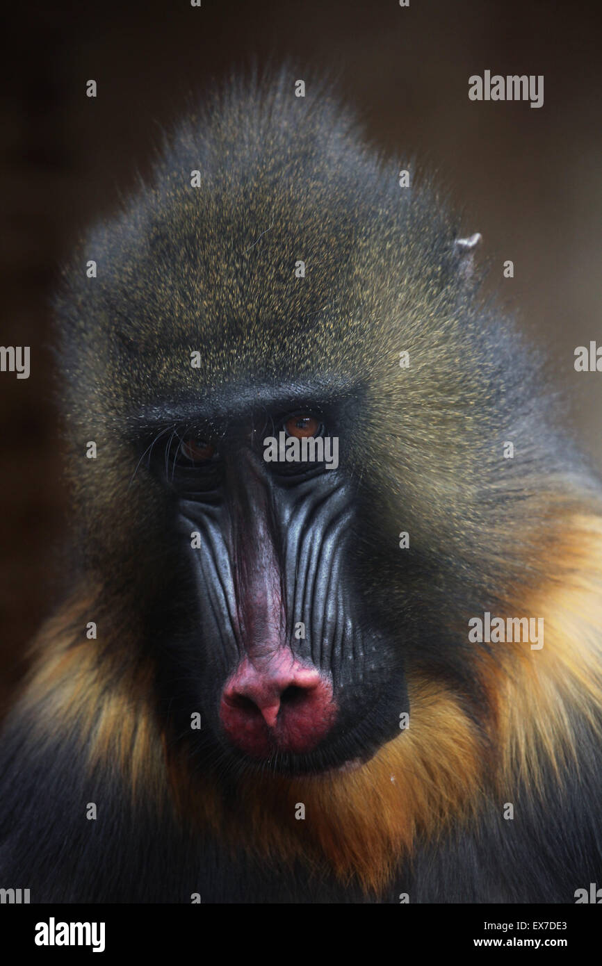 Mandrill (Mandrillus sphinx) at Usti nad Labem Zoo in North Bohemia ...