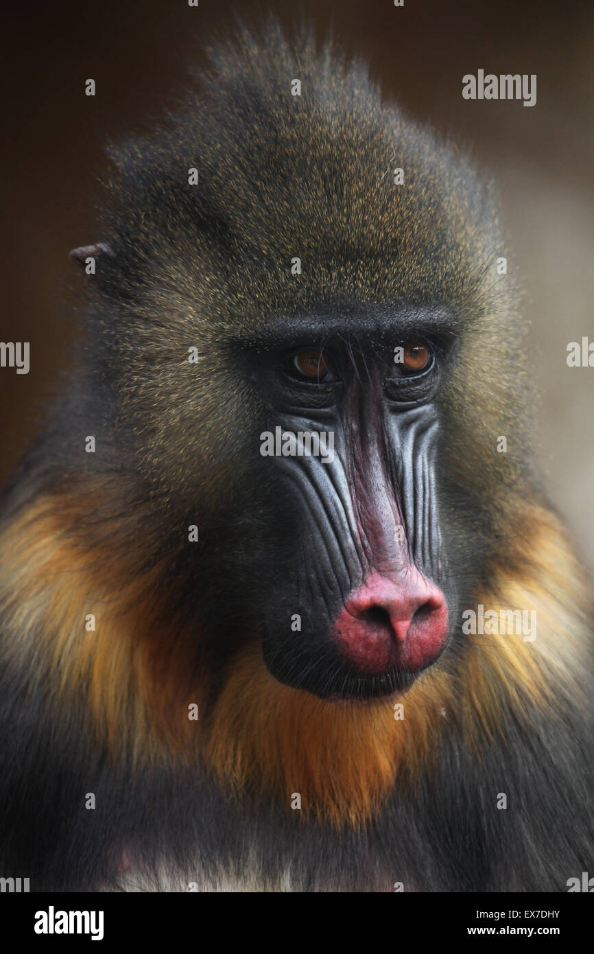 Mandrill (Mandrillus sphinx) at Usti nad Labem Zoo in North Bohemia ...