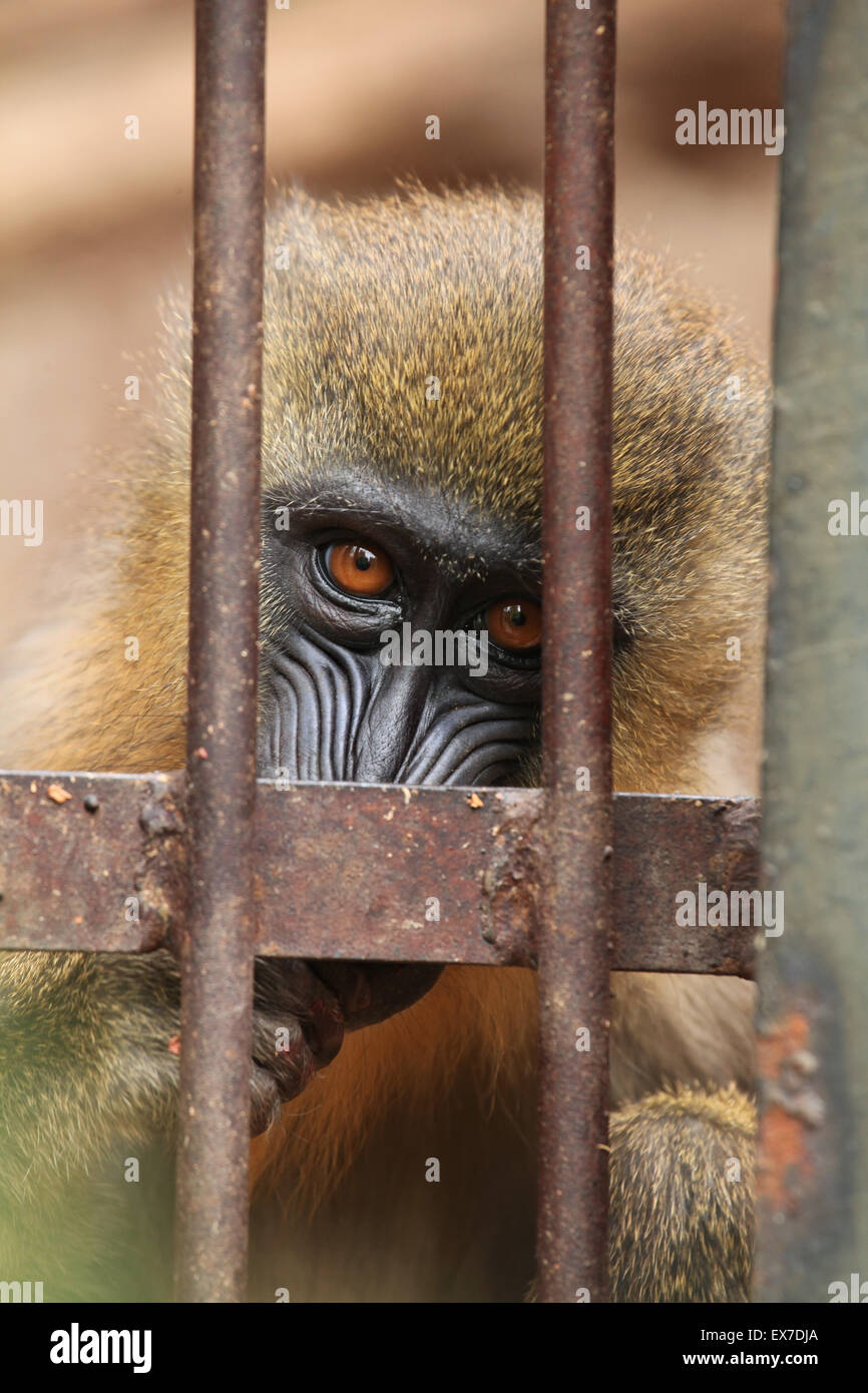 Mandrillus sphinx behind hi-res stock photography and images - Alamy