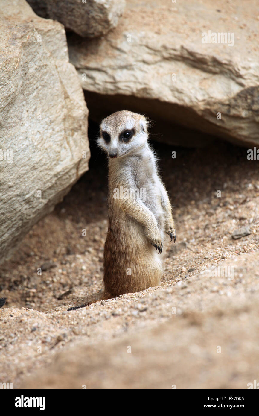 Meerkats suricates suricata suricatta standing hi-res stock photography ...