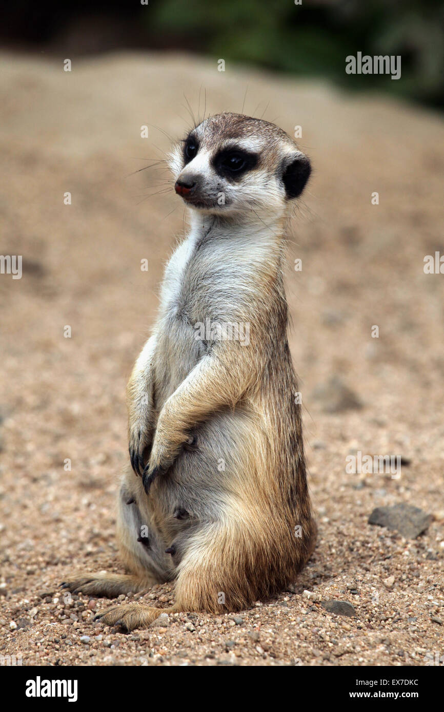 Meerkats suricates suricata suricatta standing hi-res stock photography ...