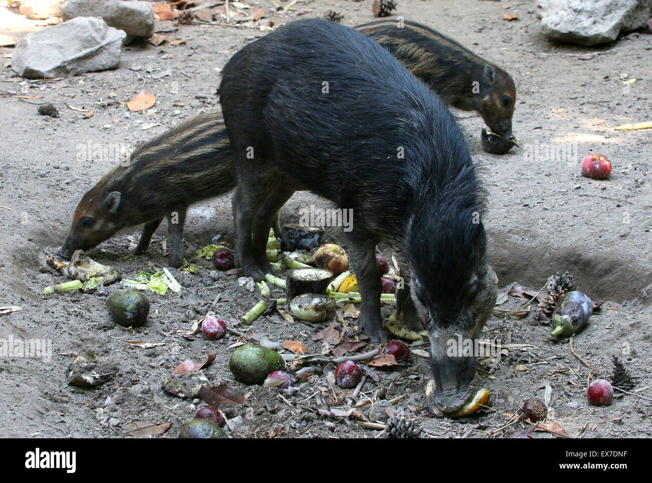 Southeast Asian Visayan warty pig (Sus cebifrons). Mother and two ...