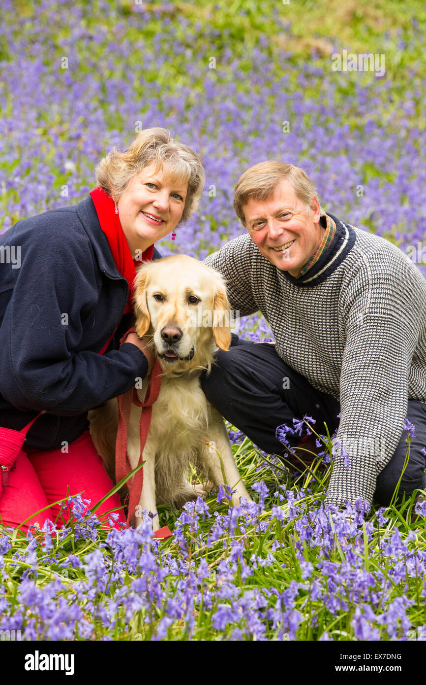 A Golden Retriever dog and owners in Bluebells in Jiffy Knotts wood ...