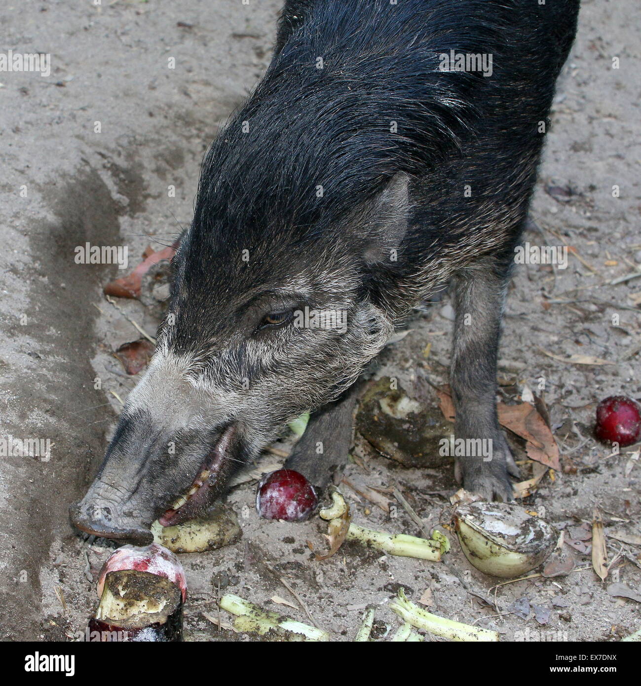 Southeast Asian Visayan warty pig (Sus cebifrons), close-up of head ...
