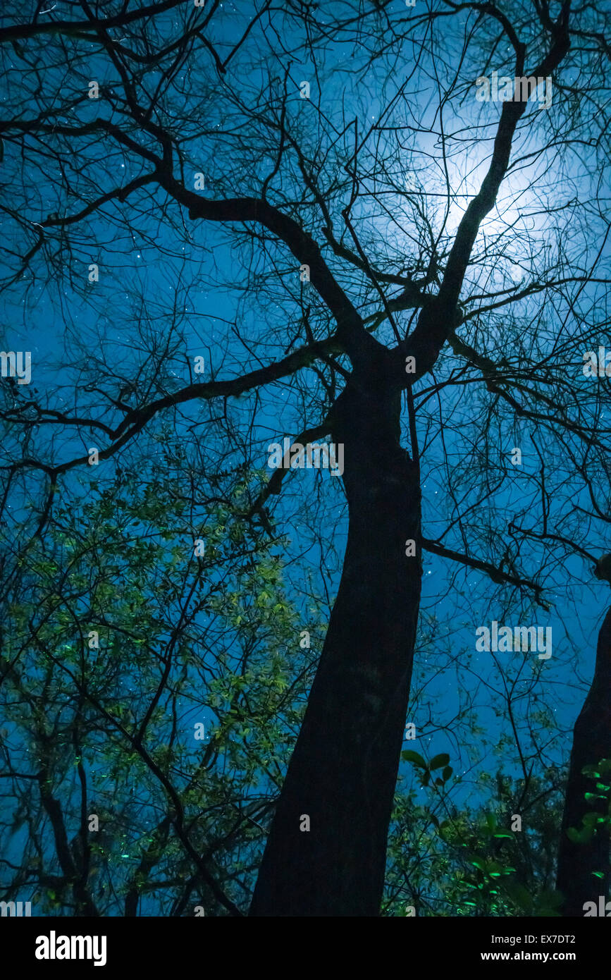 Bare Hickory Trees with moon in winter sky Stock Photo - Alamy
