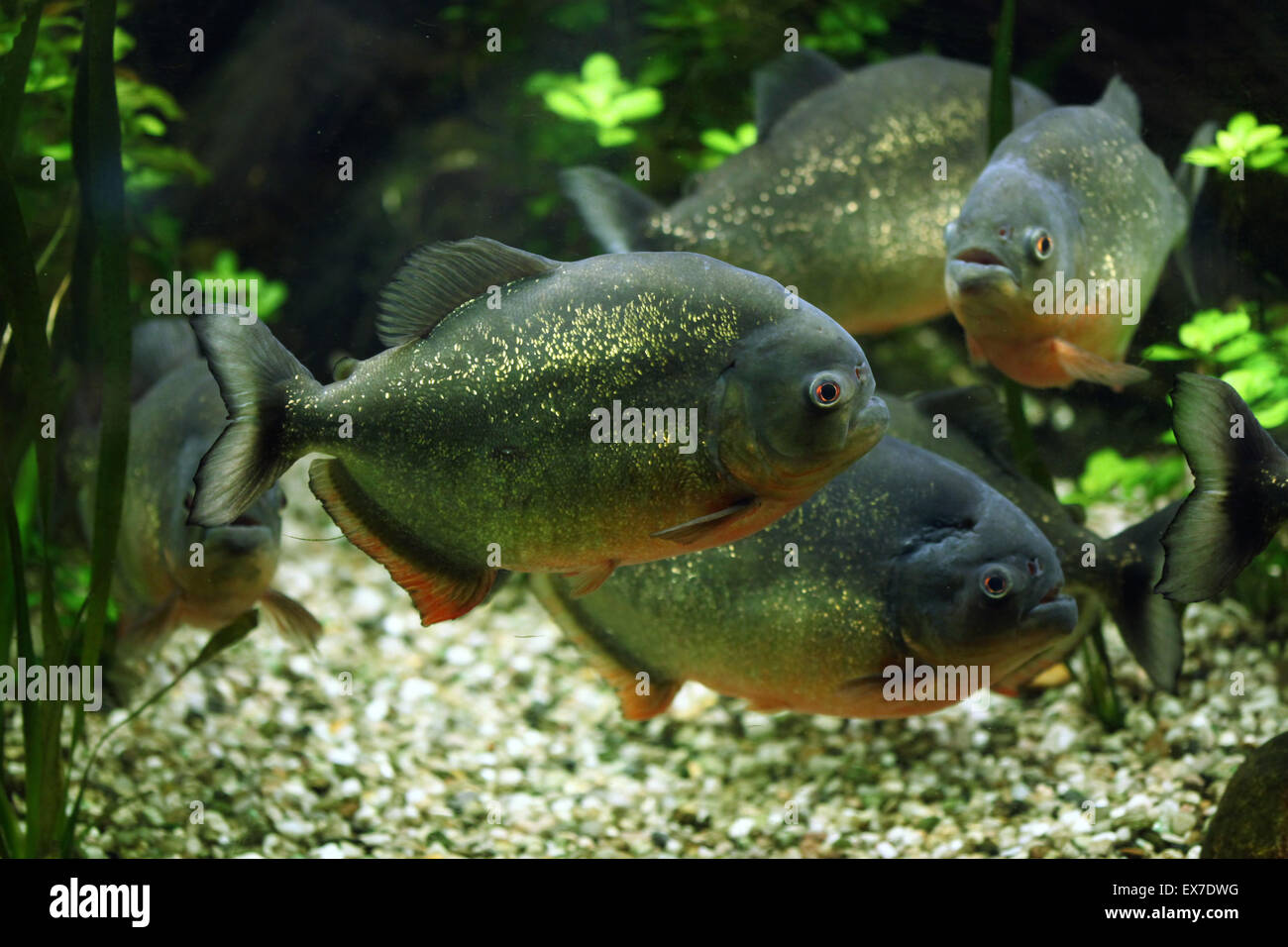 Red-bellied piranha (Pygocentrus nattereri), also known as the red ...