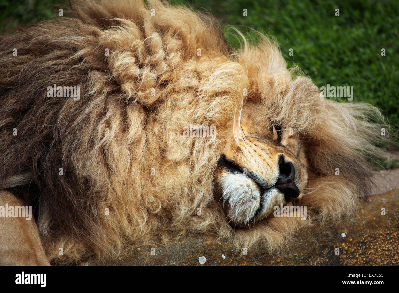 Katanga lion (Panthera leo bleyenberghi), also known as the Southwest ...