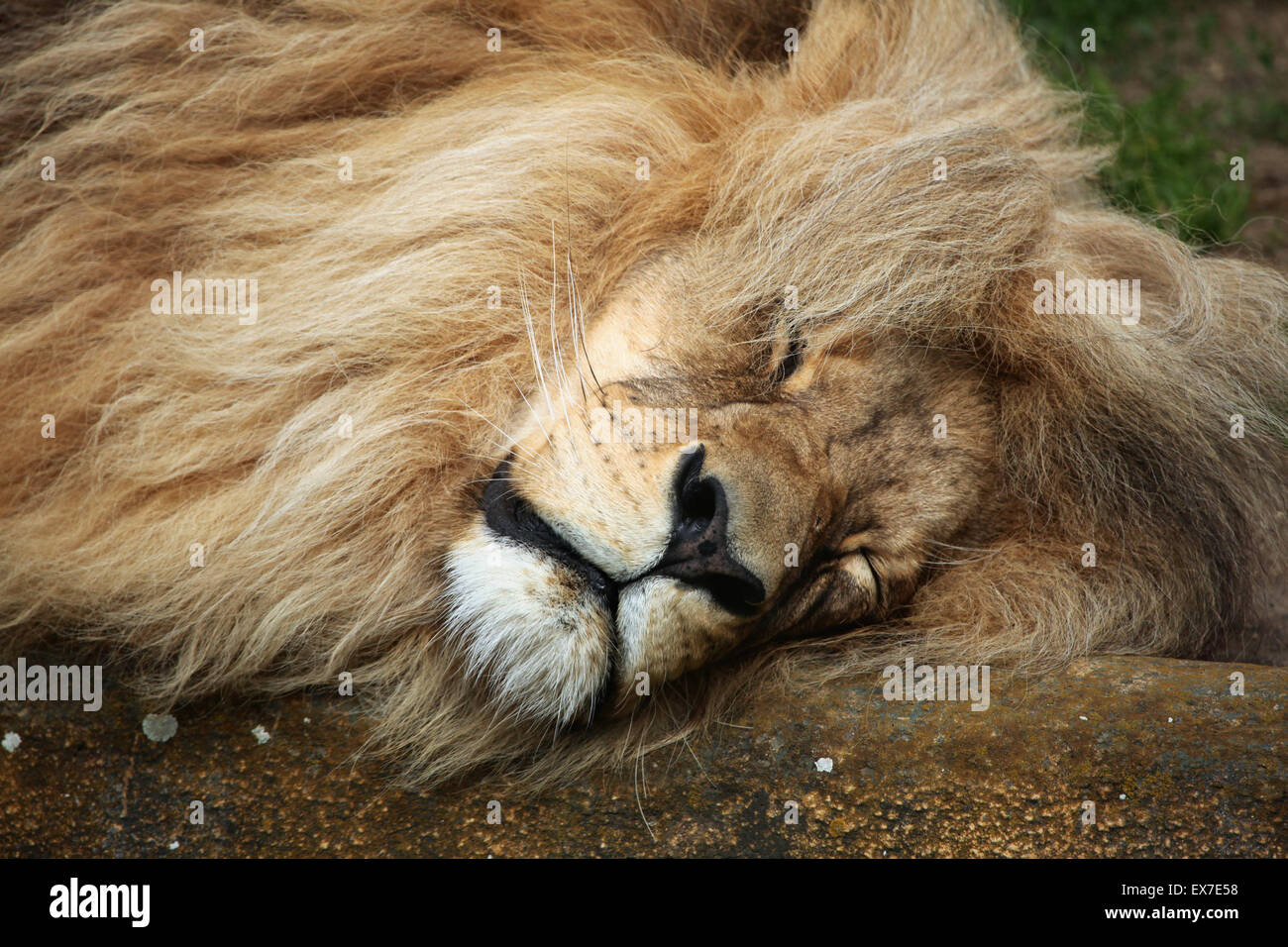 Katanga lion (Panthera leo bleyenberghi), also known as the Southwest ...
