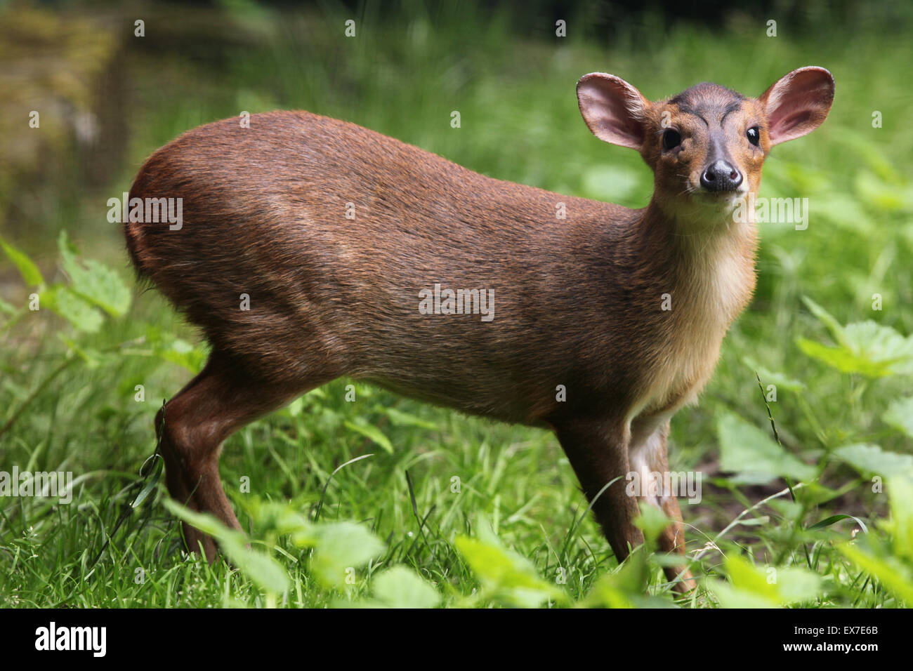Chinese muntjac (Muntiacus reevesi), also known as the Reeves's muntjac ...