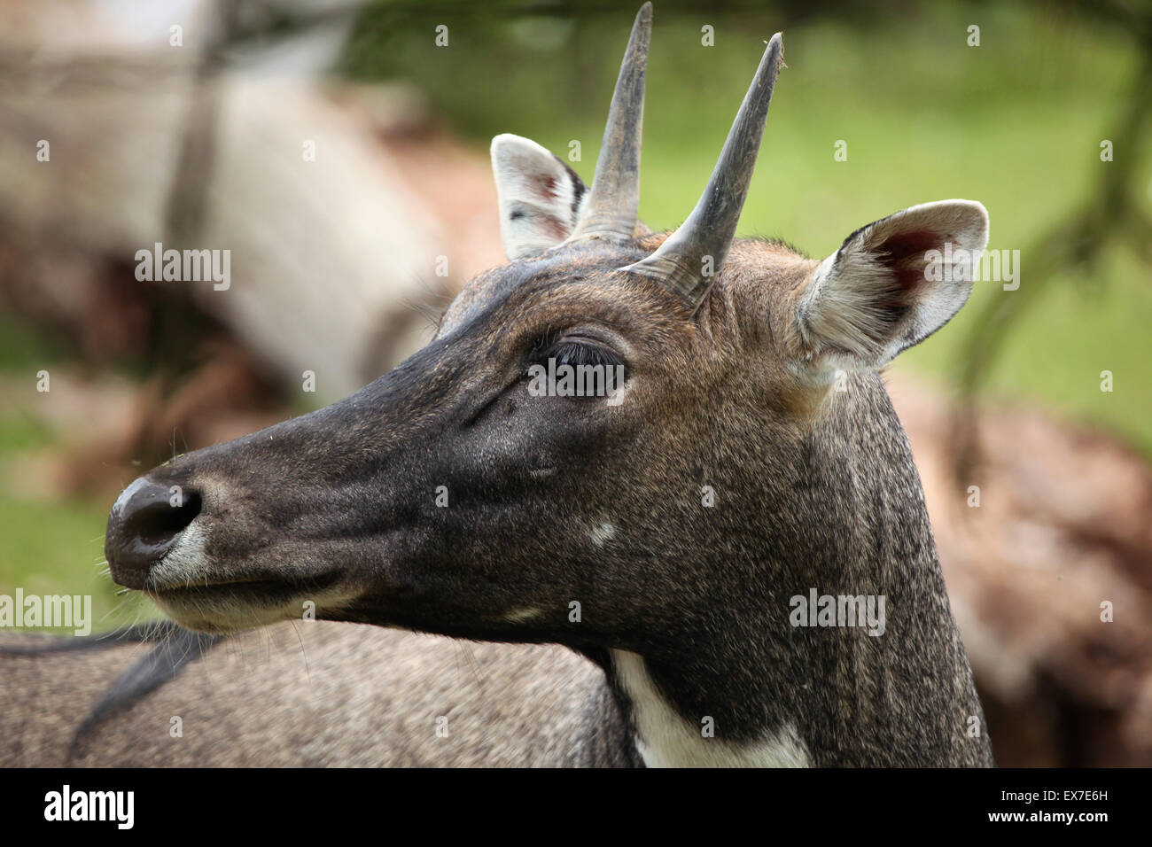 Nilgai (Boselaphus tragocamelus), also known as the nilgau or blue bull ...