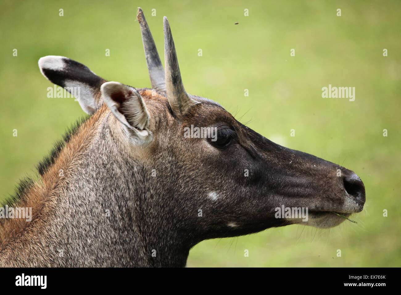 Nilgai (Boselaphus tragocamelus), also known as the nilgau or blue bull ...