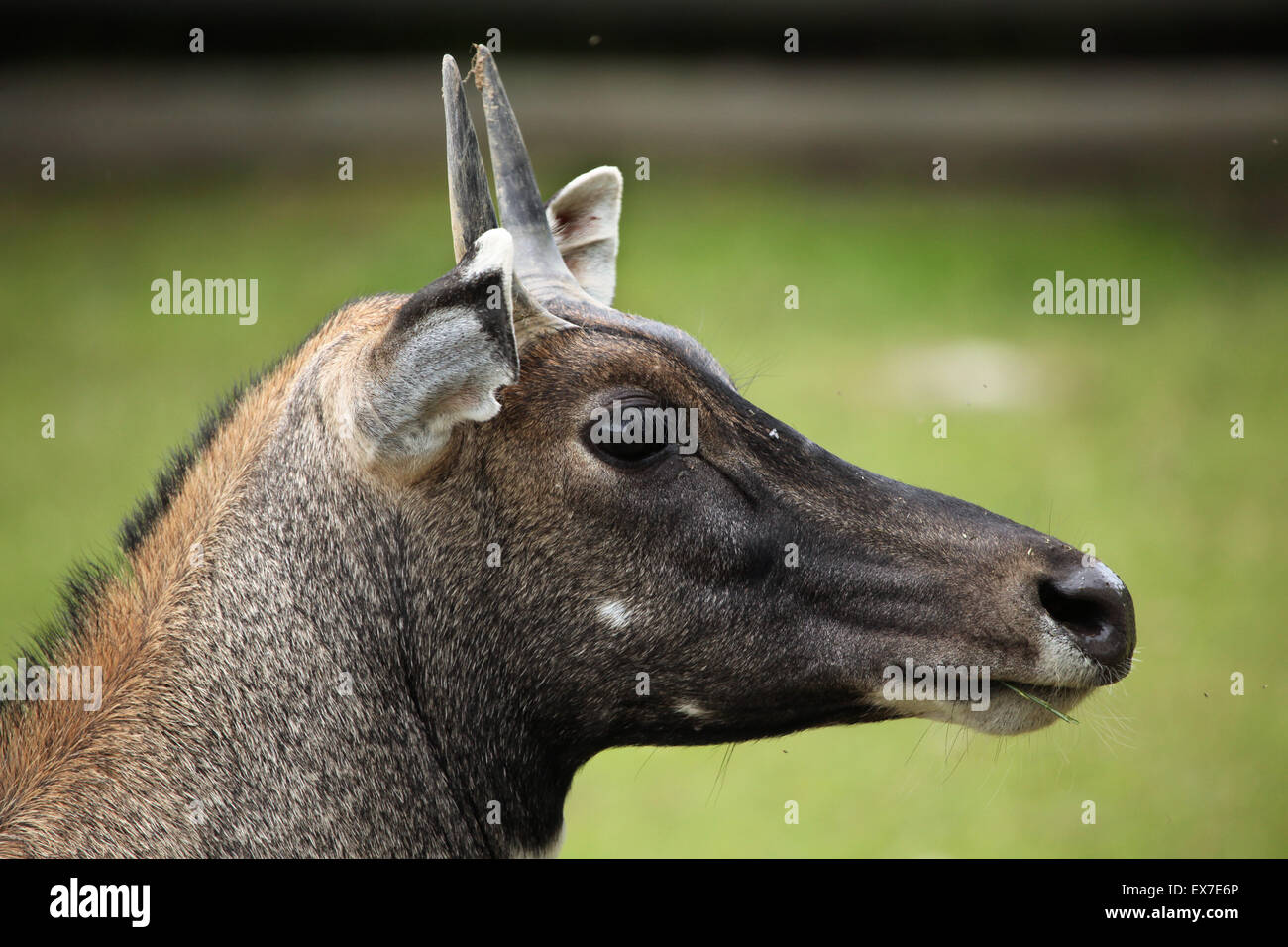 Nilgai (Boselaphus tragocamelus), also known as the nilgau or blue bull ...