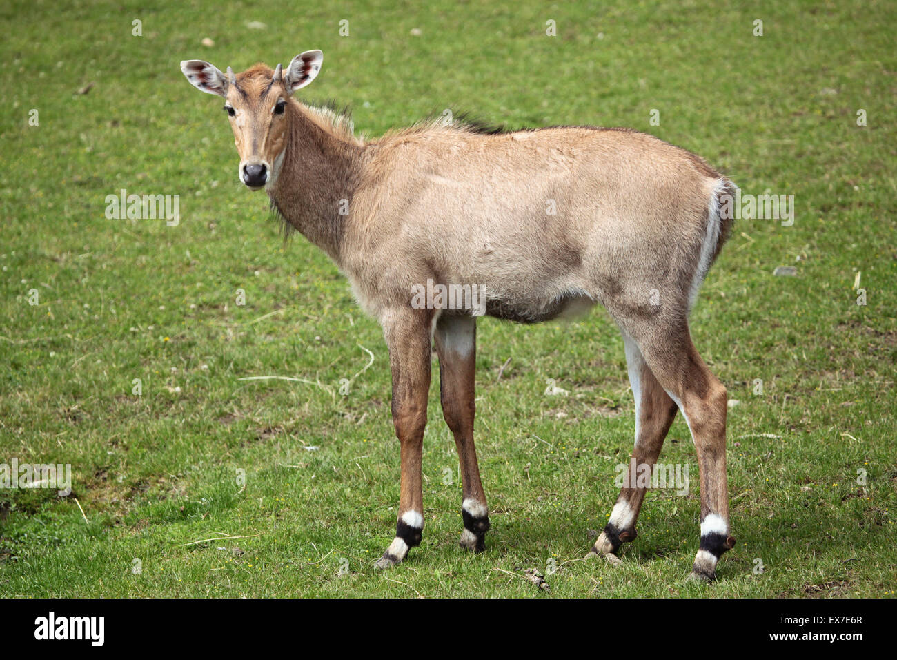 Nilgai (Boselaphus tragocamelus), also known as the nilgau or blue bull ...