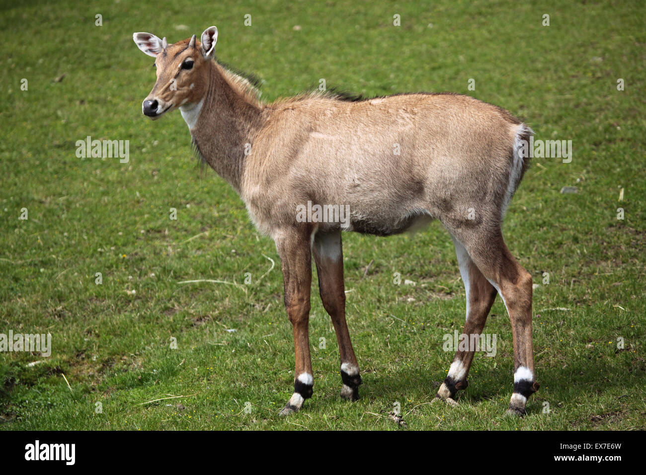 Female nilgai hi-res stock photography and images - Alamy