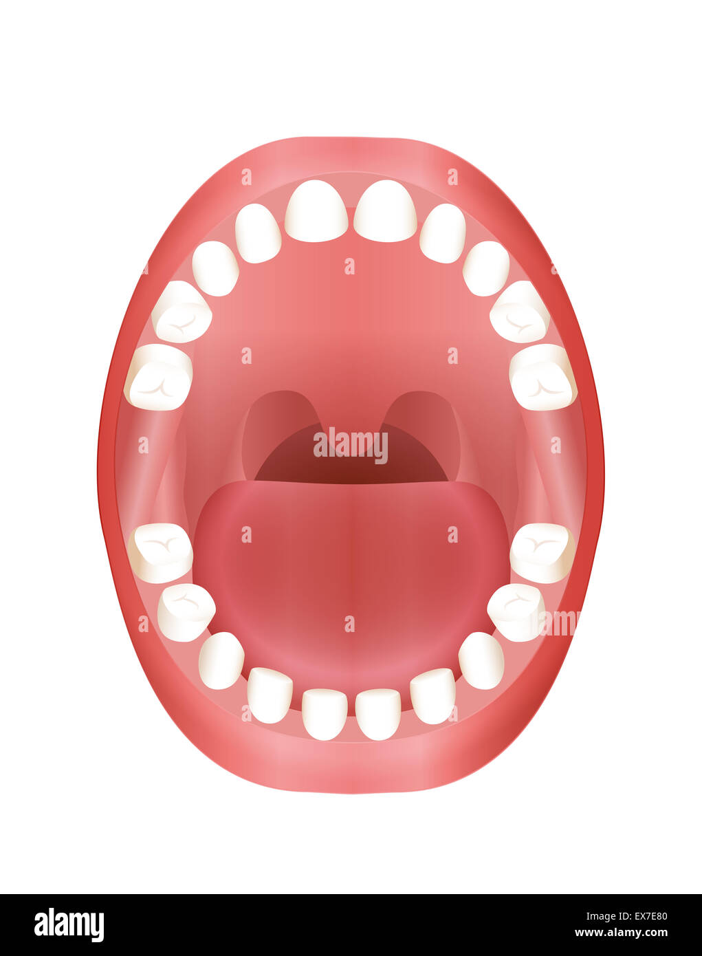 Jaw teeth model Cut Out Stock Images & Pictures - Alamy