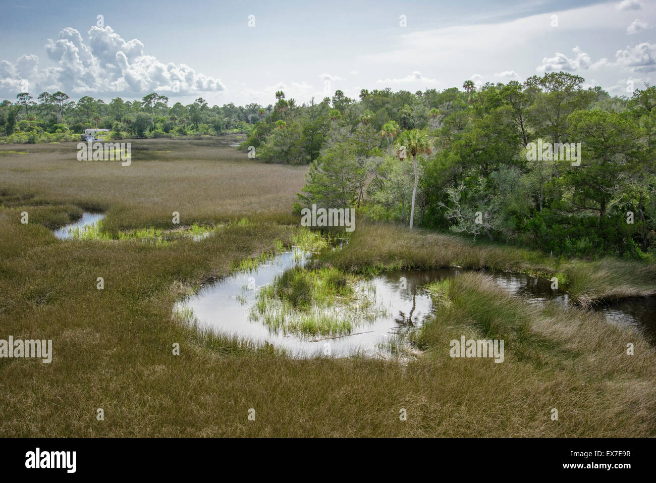 Steinhatchee River near Gulf of Mexica, Florida Stock Photo - Alamy