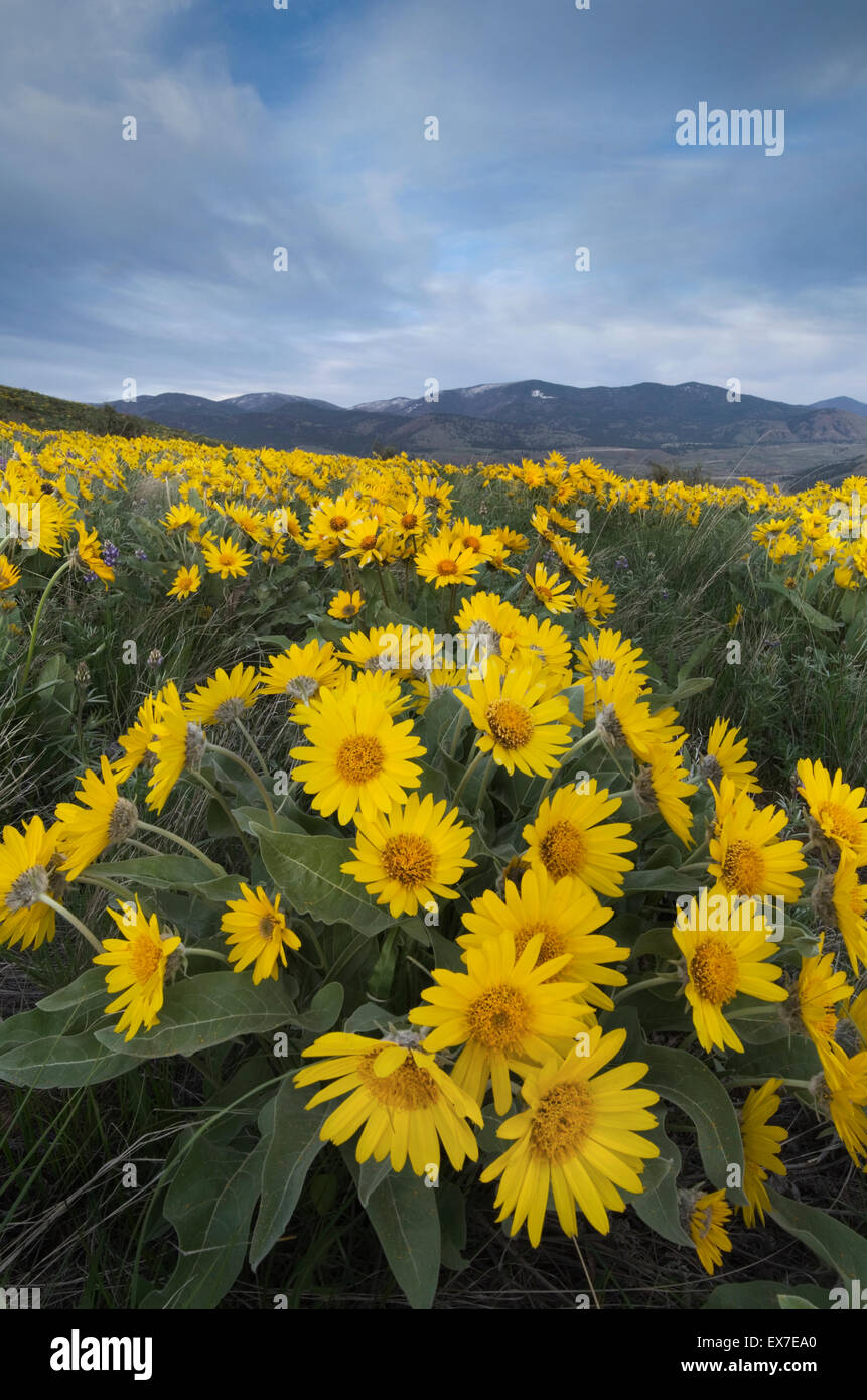Methow Valley wildflowers, North Cascades Washington Stock Photo - Alamy
