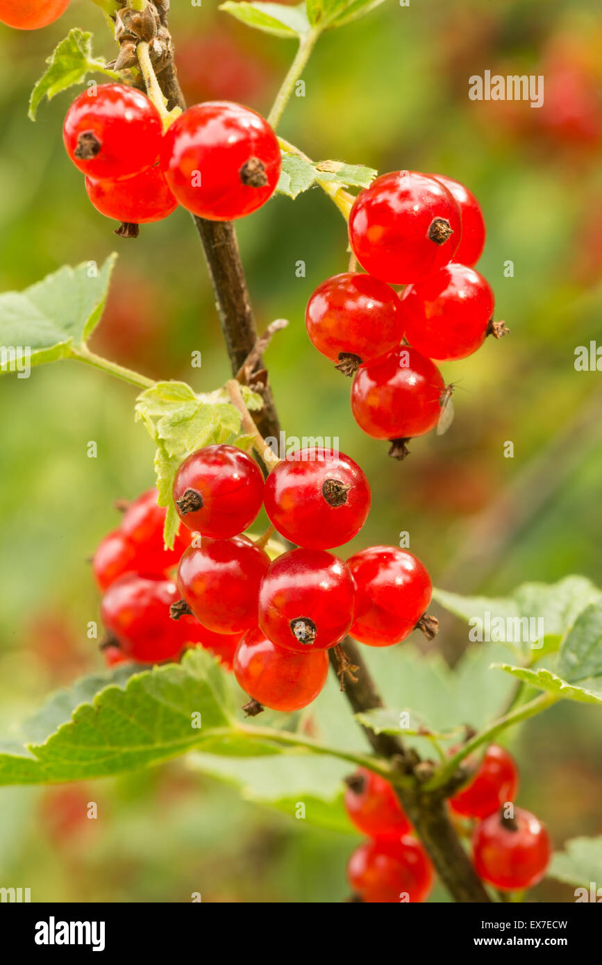 Branch of leaves hi-res stock photography and images - Alamy