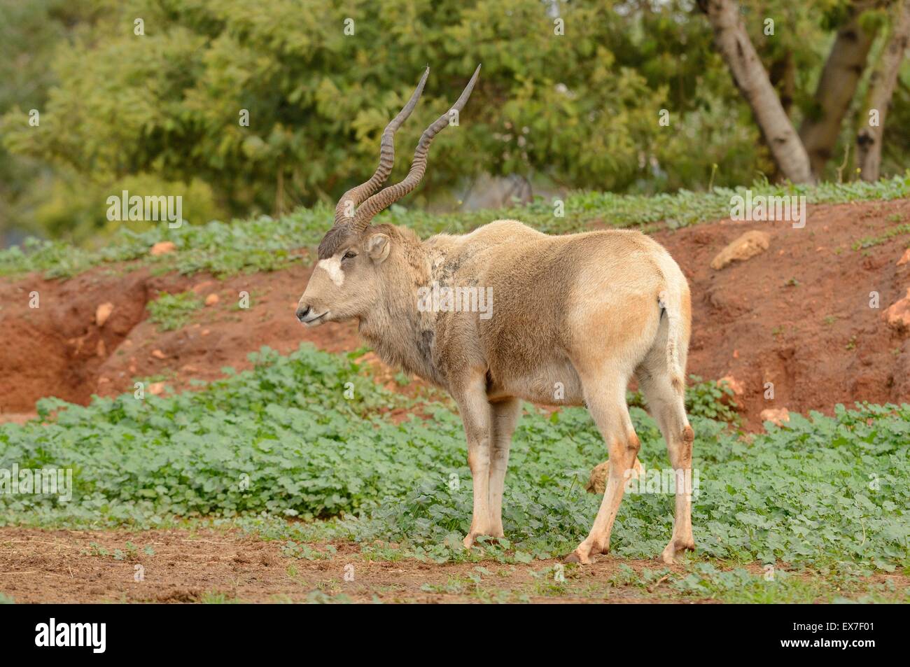 Addax Addax nasomaculatus Critically endangered. Rabat Zoo, Morocco ...