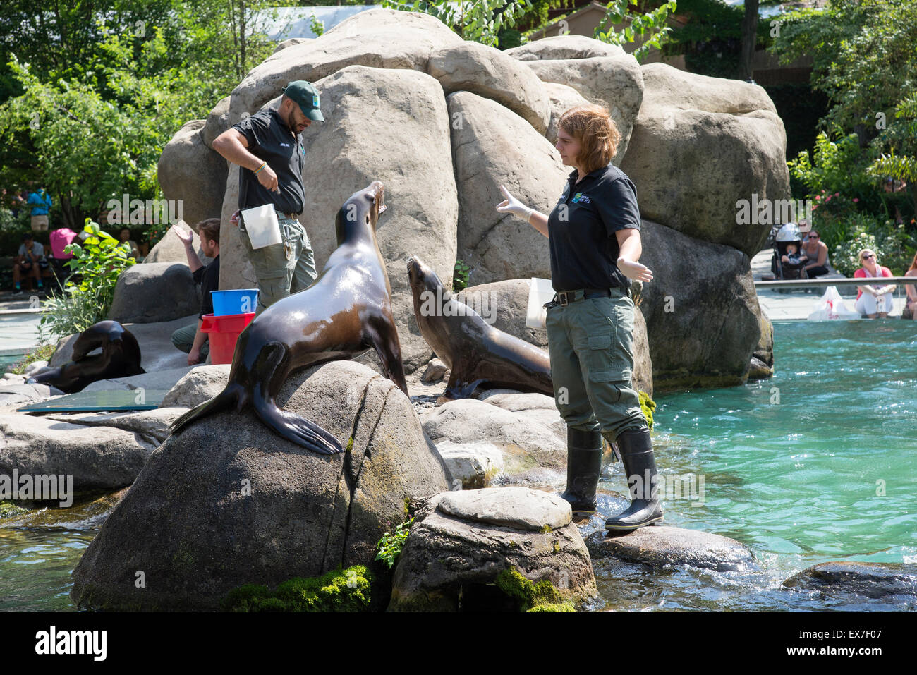 Sea Lions entertain visitors at Central Park Zoo Manhattan New York USA ...
