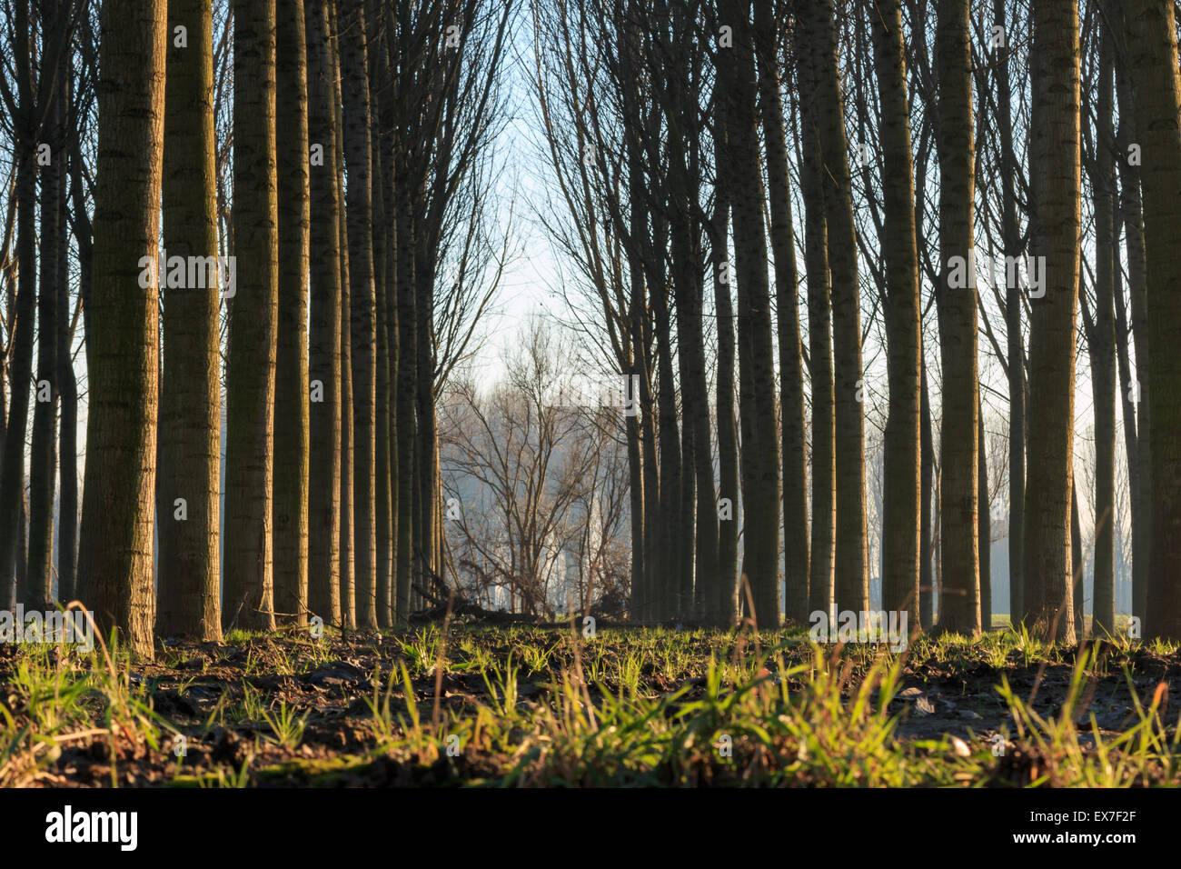 trees in line inside forest, tranquil scenery Stock Photo - Alamy